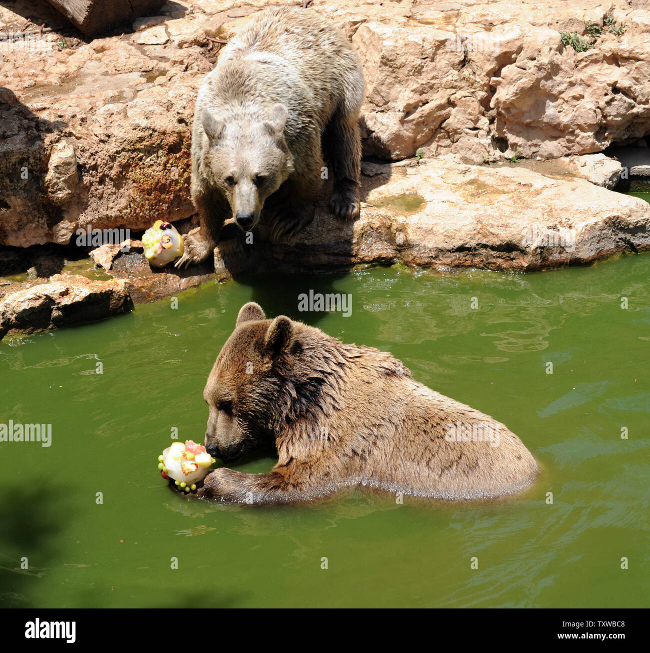 A Syrian brown bear eats fruit frozen in a block of ice as temperatures ...