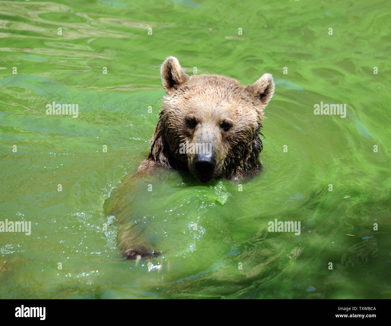 A Syrian brown bear cools off in water in The Jerusalem Biblical Zoo in ...