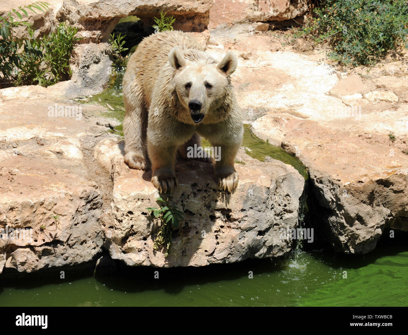 A Syrian brown bear walks in The Jerusalem Biblical Zoo in Jerusalem ...