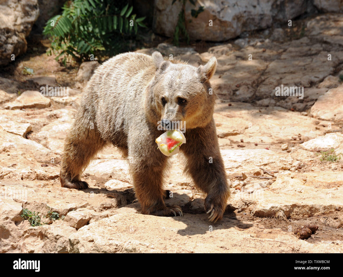A Syrian brown bear eats fruit frozen in a block of ice as temperatures ...