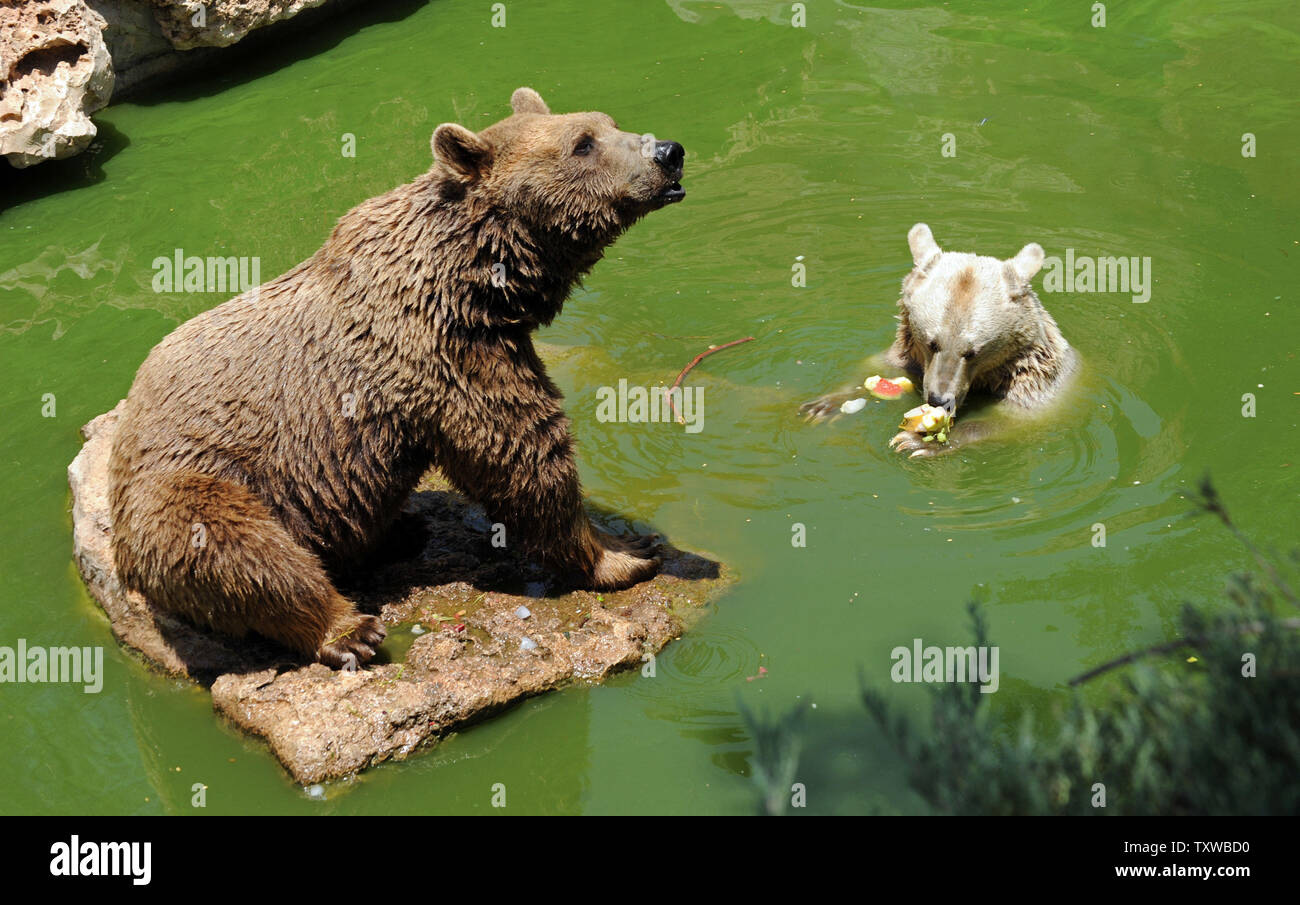 Syrian brown bears cool off in water in The Jerusalem Biblical Zoo in ...