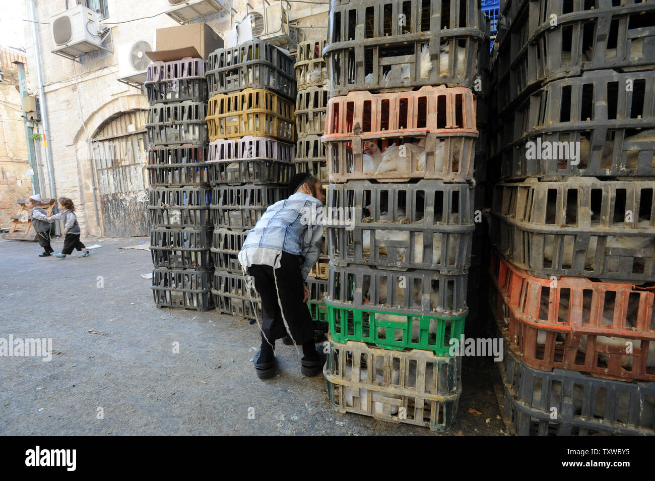 An Ultra-Orthodox Jewish boy looks at chickens for use in the Kaparot ...