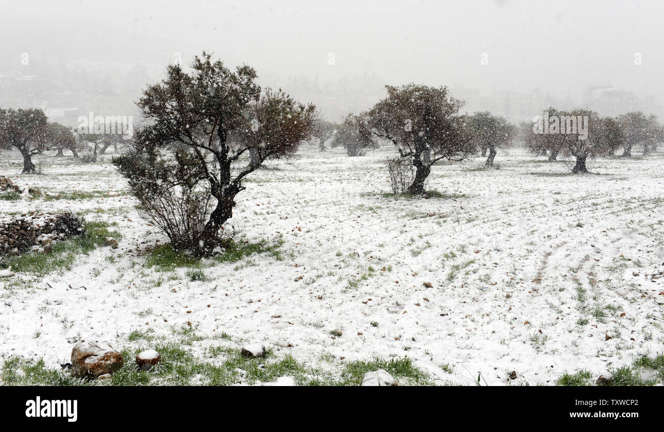 A rare winter snow storm fall on olive trees on the Mount of Olives in ...