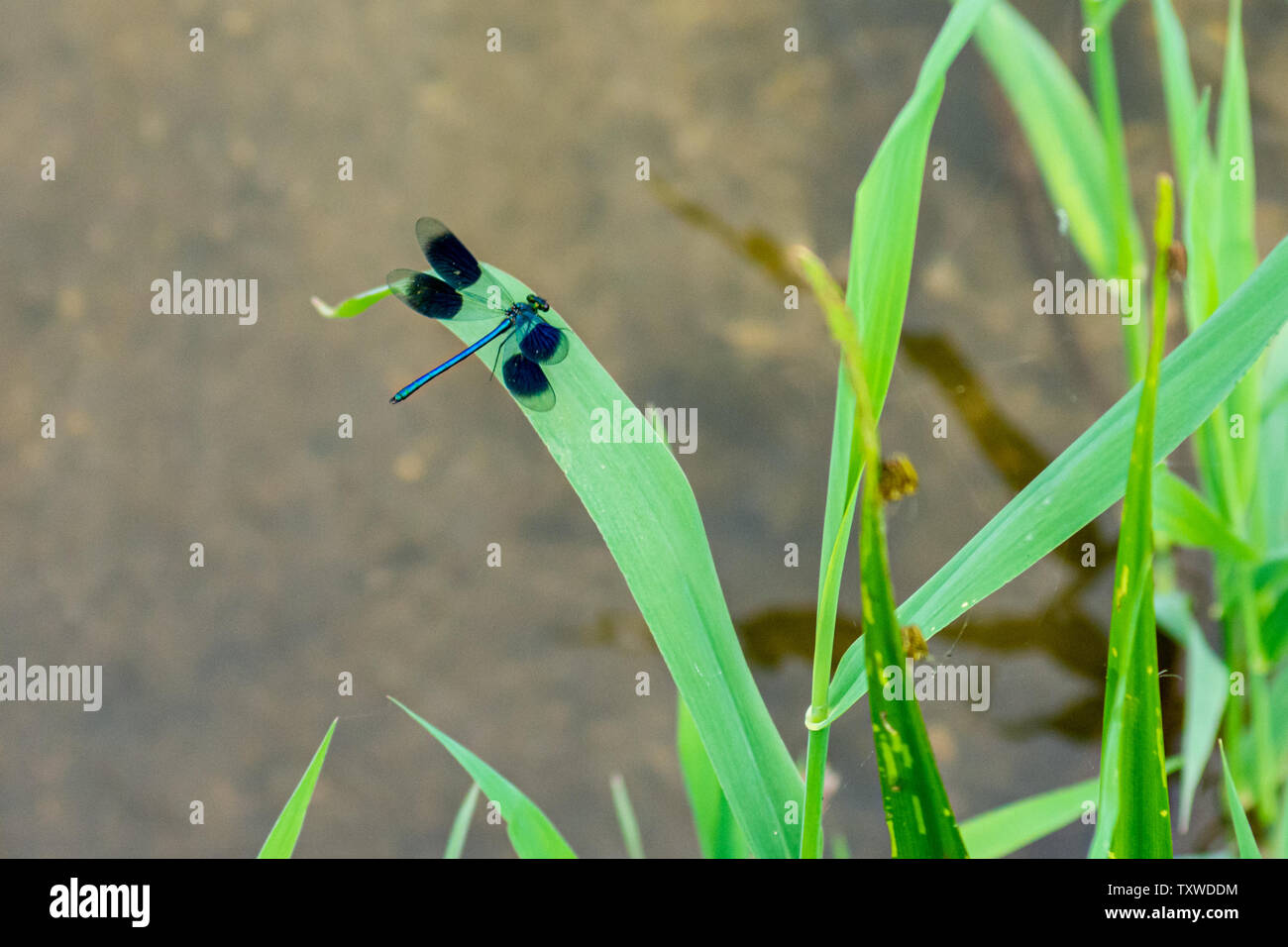 Reeds over water hi-res stock photography and images - Alamy