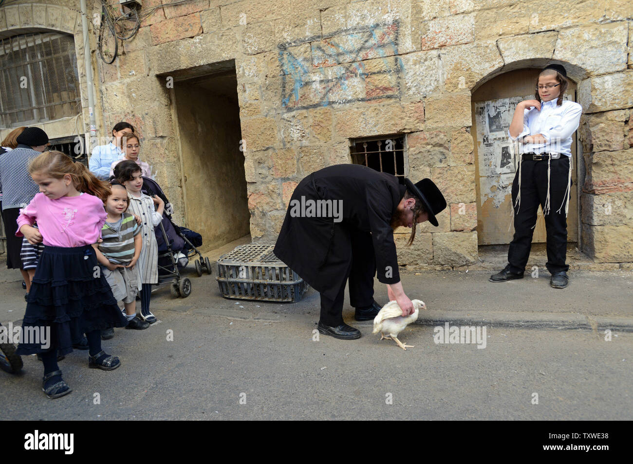 Chicken before hi-res stock photography and images - Alamy
