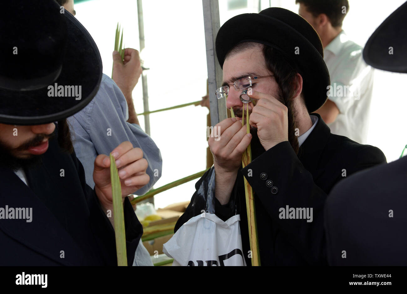 An Ultra-Orthodox Jew uses a magnifying glass to examine an aravot, or ...