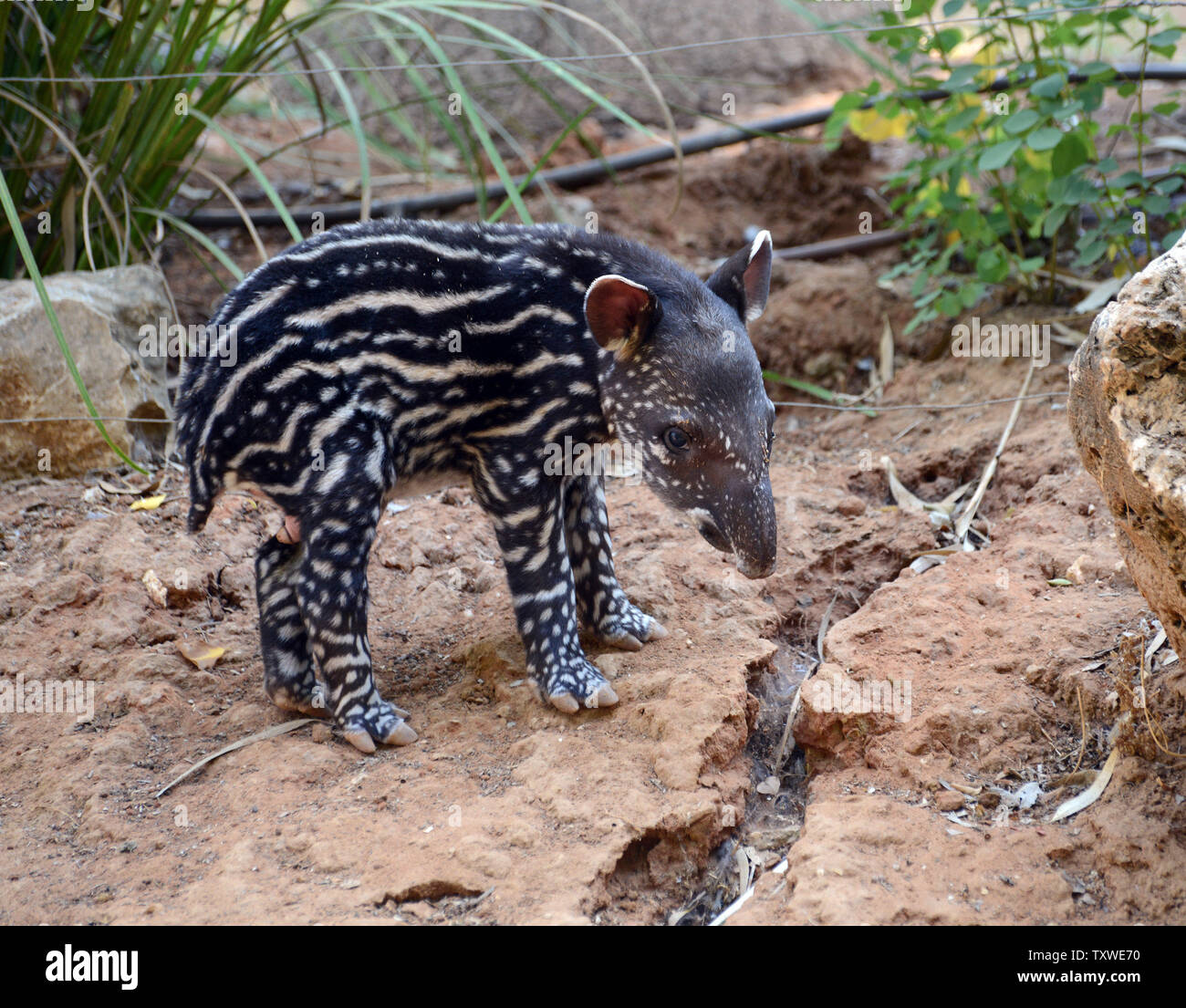 2012 tapir hi-res stock photography and images - Alamy