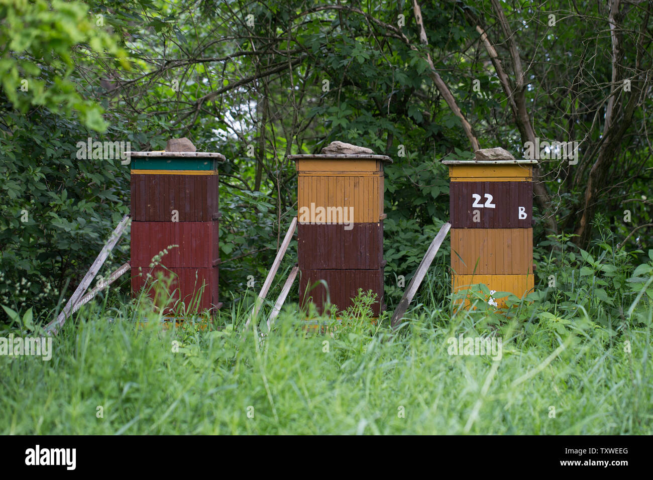 Swarm busy honey bees entering hi-res stock photography and images - Alamy