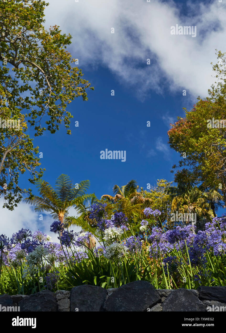 Landscape of the gardens at Monte, with Agapanthus africanus and palms ...