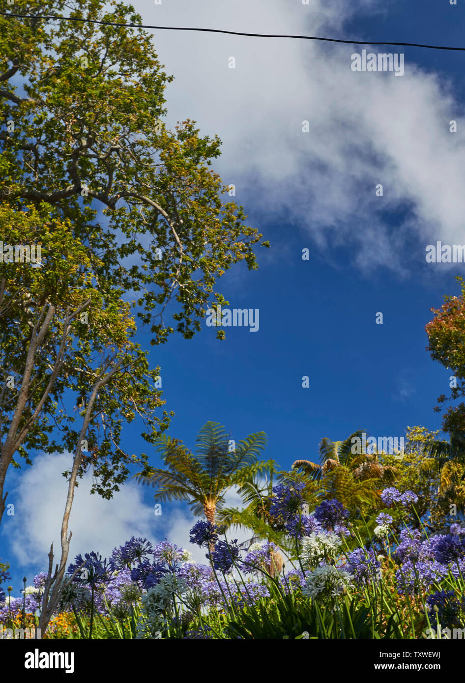 African lily agapanthus madeira portugal hi-res stock photography and ...