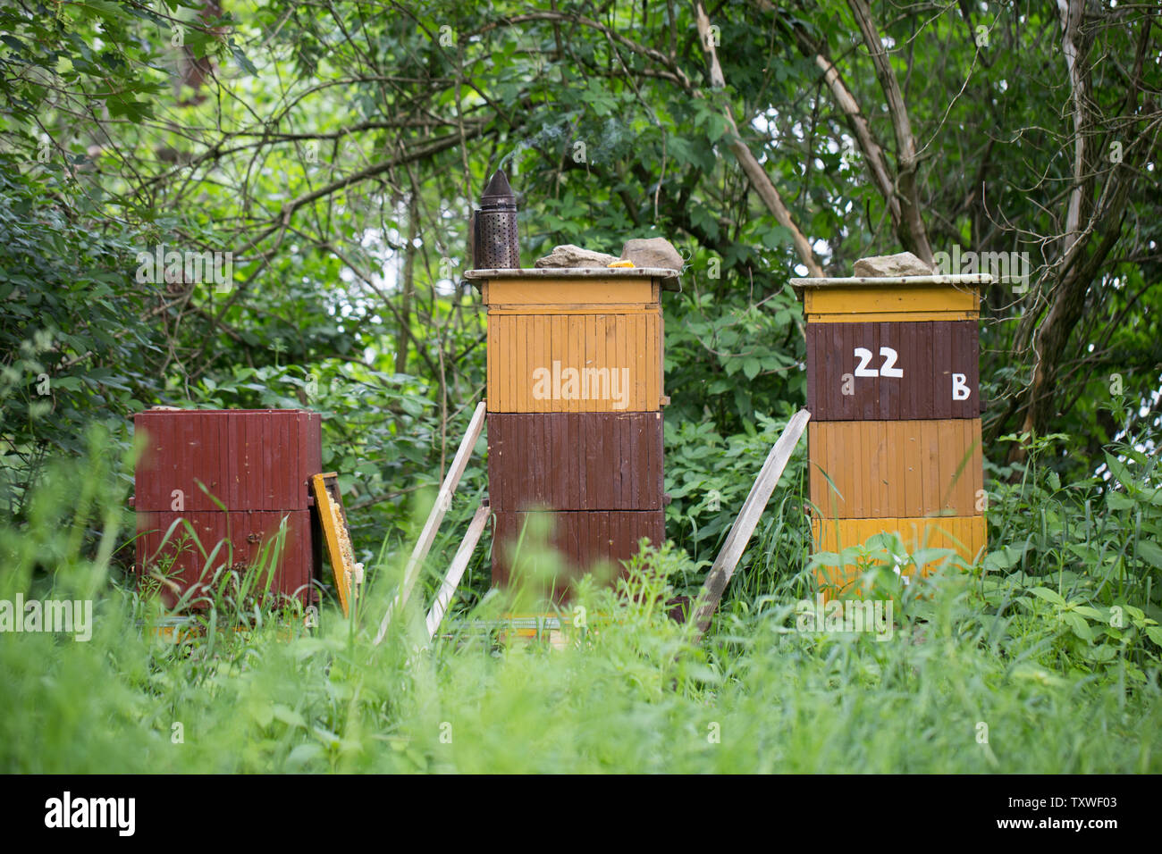 Beehive bees hi-res stock photography and images - Alamy