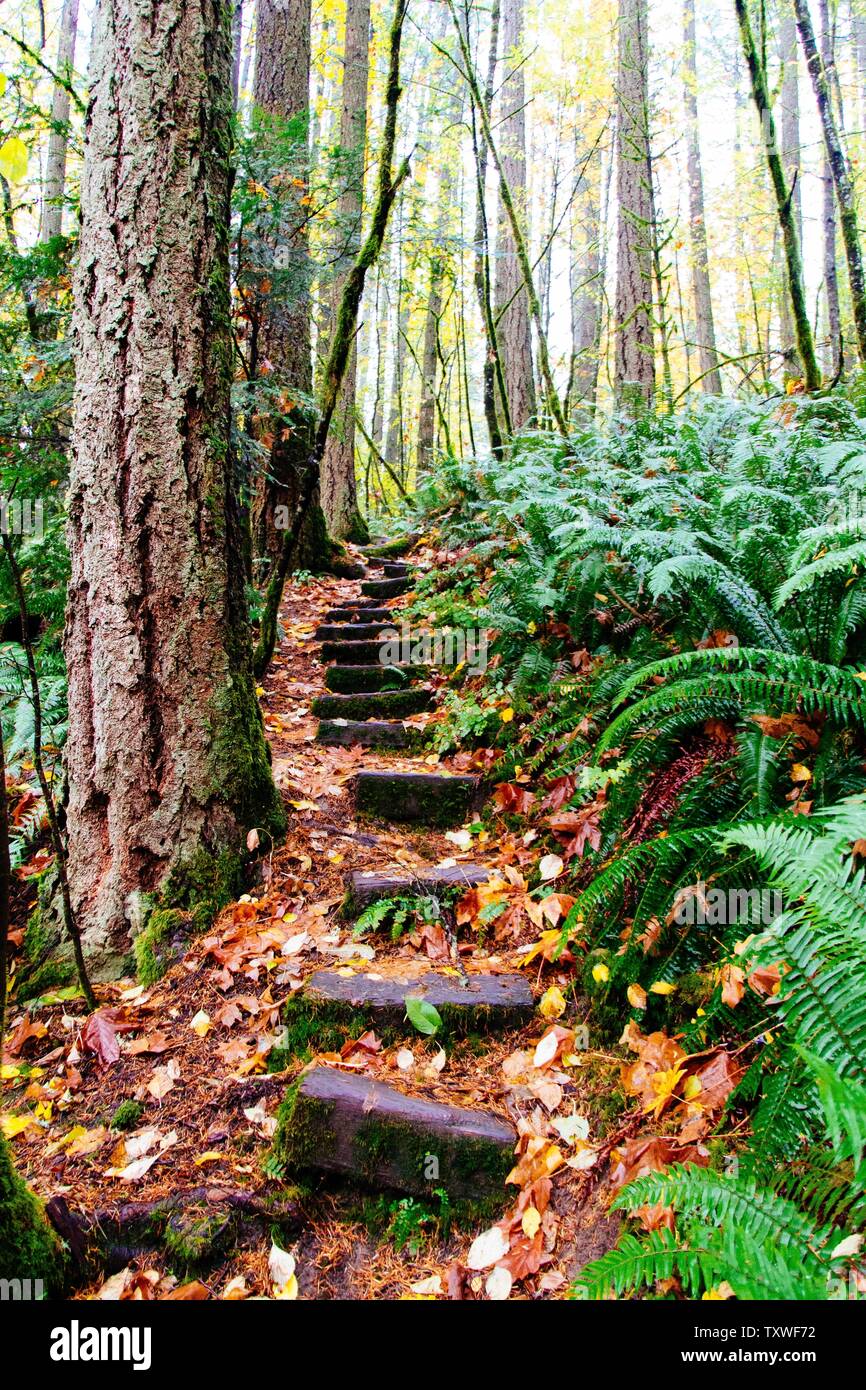 Beautiful scenery of a forest Stock Photo - Alamy