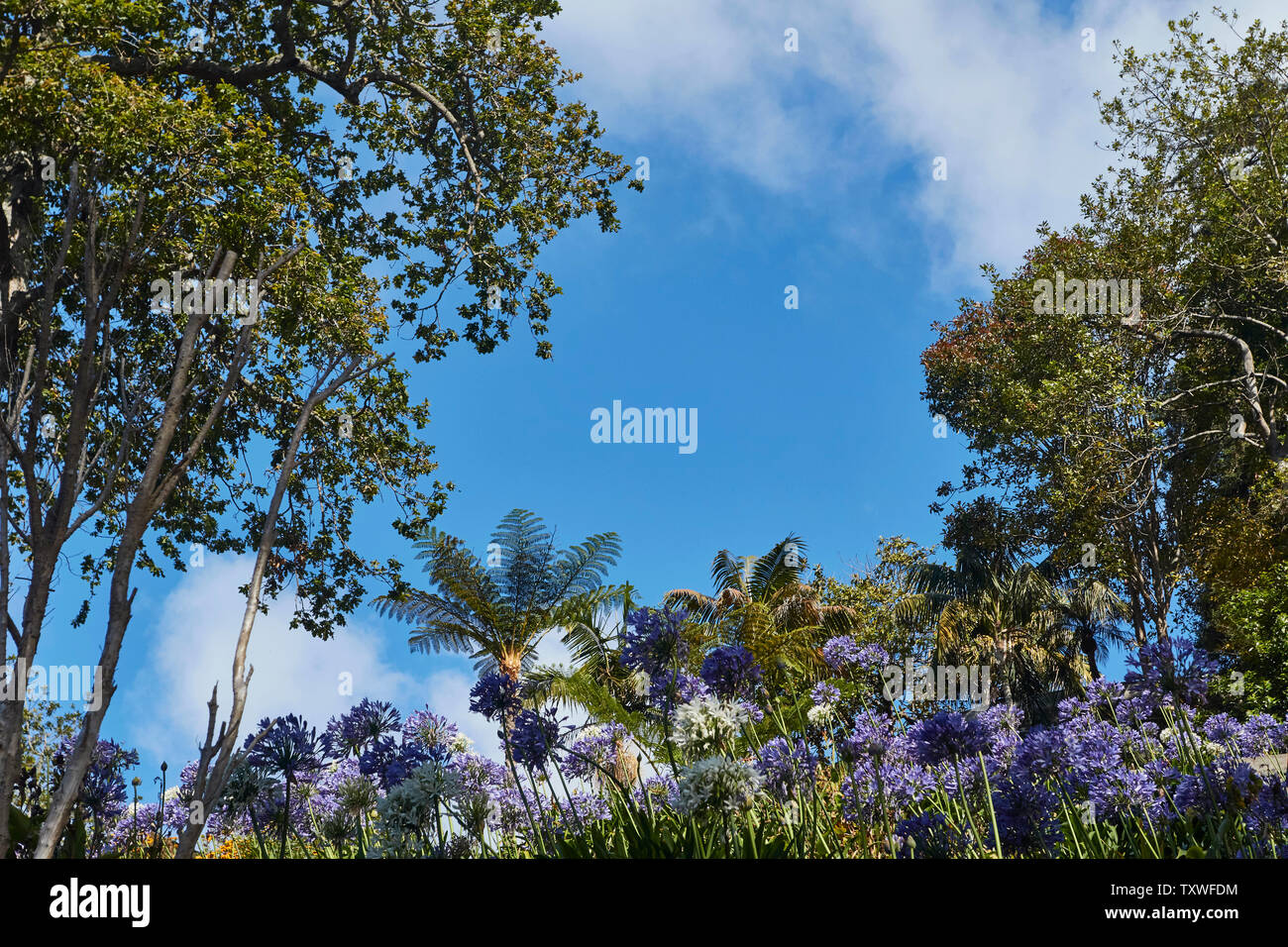 Landscape of the gardens at Monte, with Agapanthus africanus and palms ...