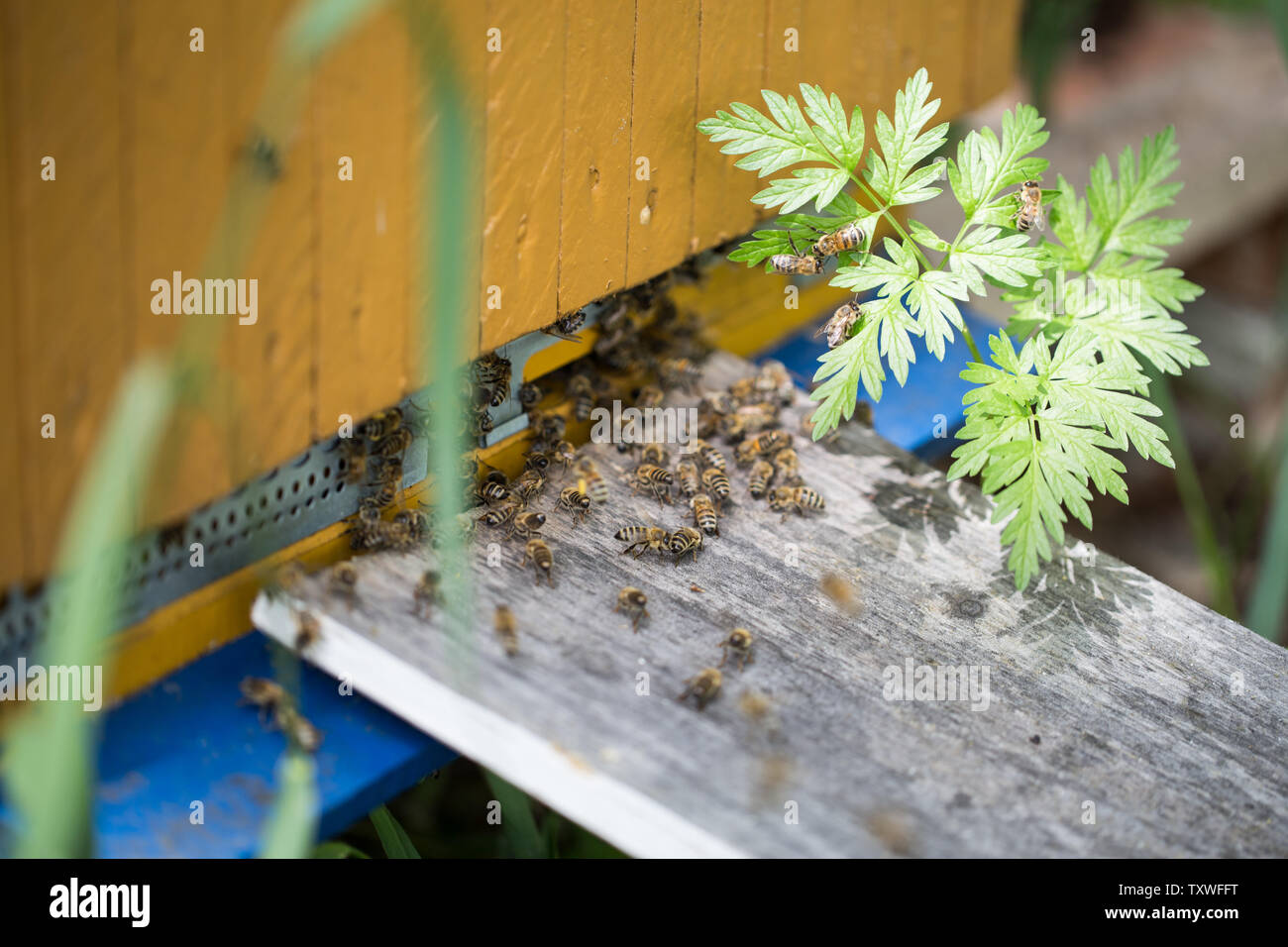 beehive, bees entering the hive. Beekeeping and honey collection Stock ...