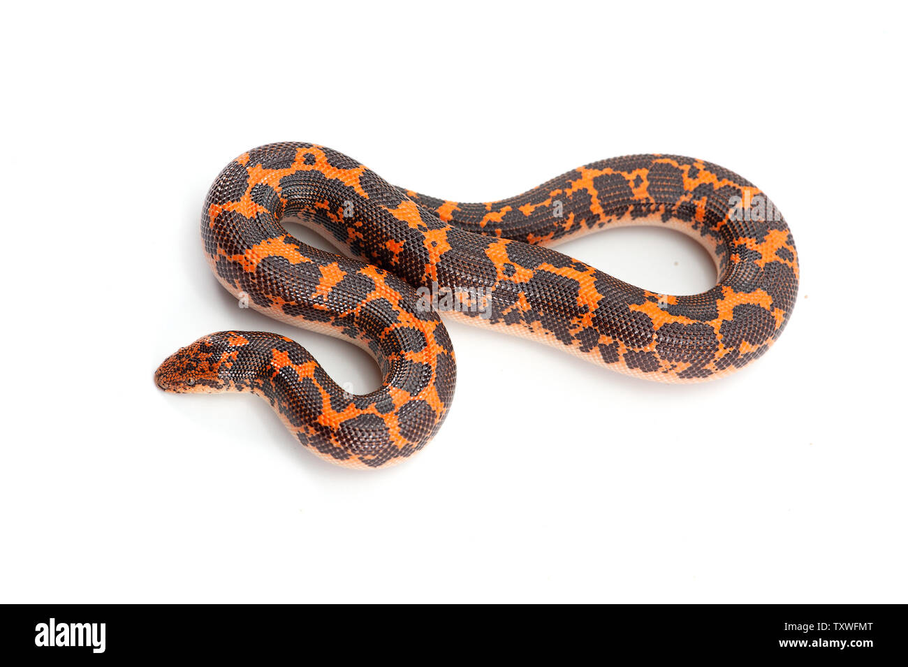 Kenyan sand Boas isolated on white background Stock Photo - Alamy