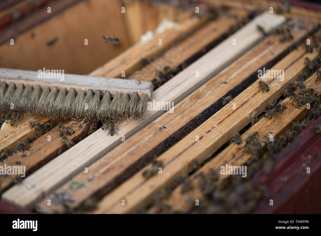 beehive, bees entering the hive. Beekeeping and honey collection Stock ...