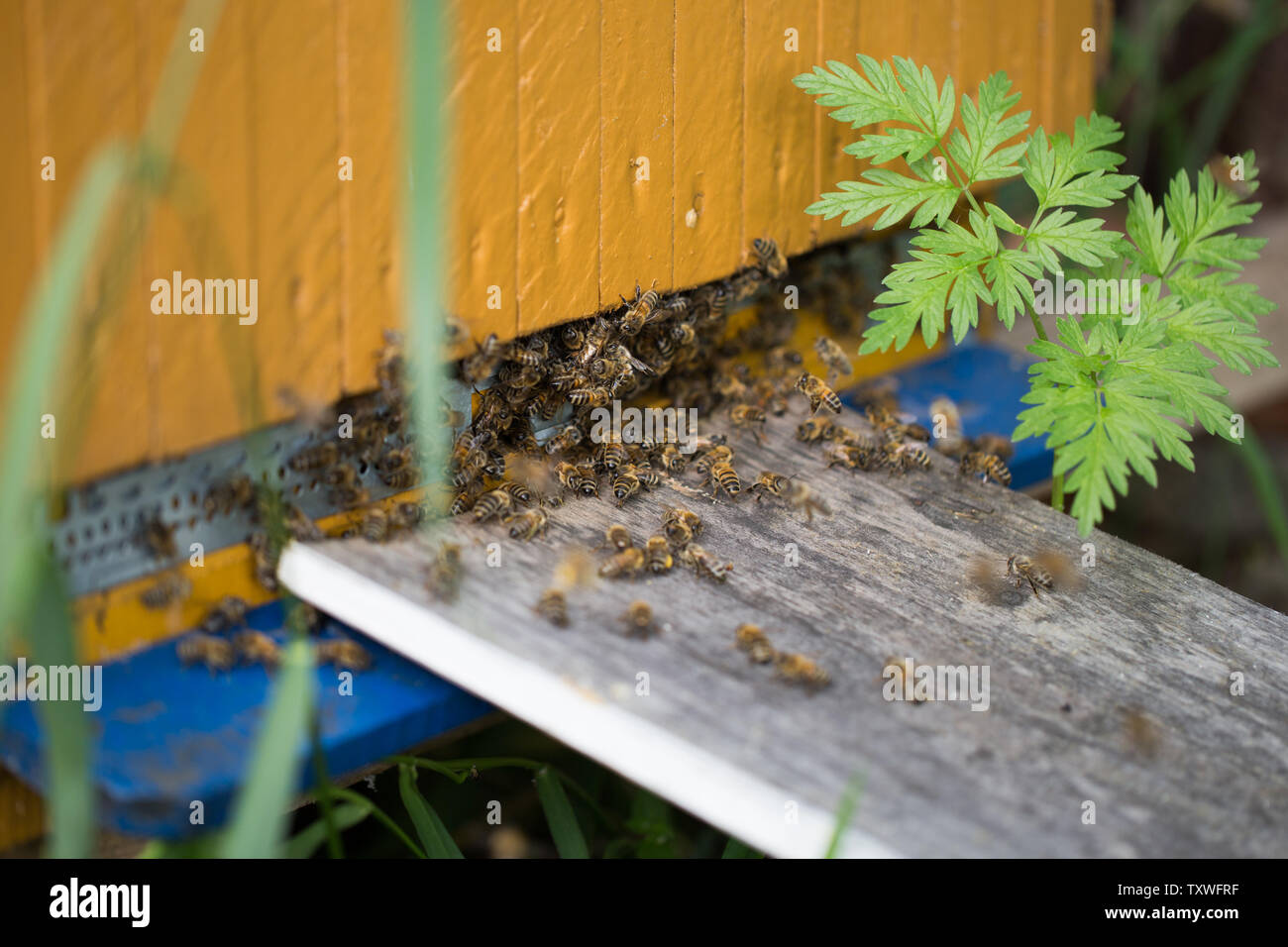 Beehive bees hi-res stock photography and images - Alamy