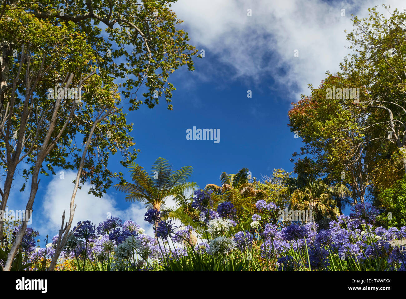 Landscape of the gardens at Monte, with Agapanthus africanus and palms ...