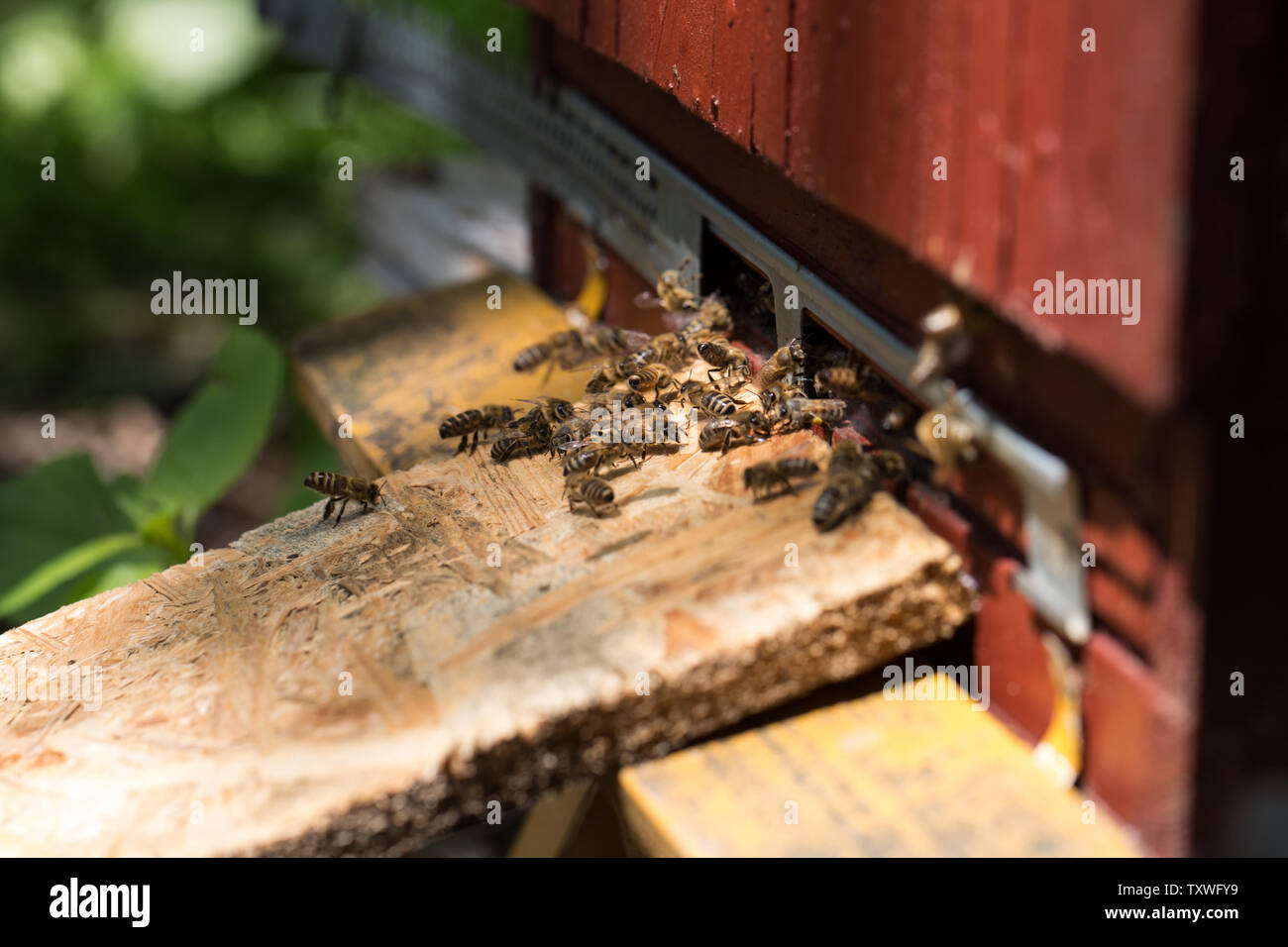 Beehive bees hi-res stock photography and images - Alamy