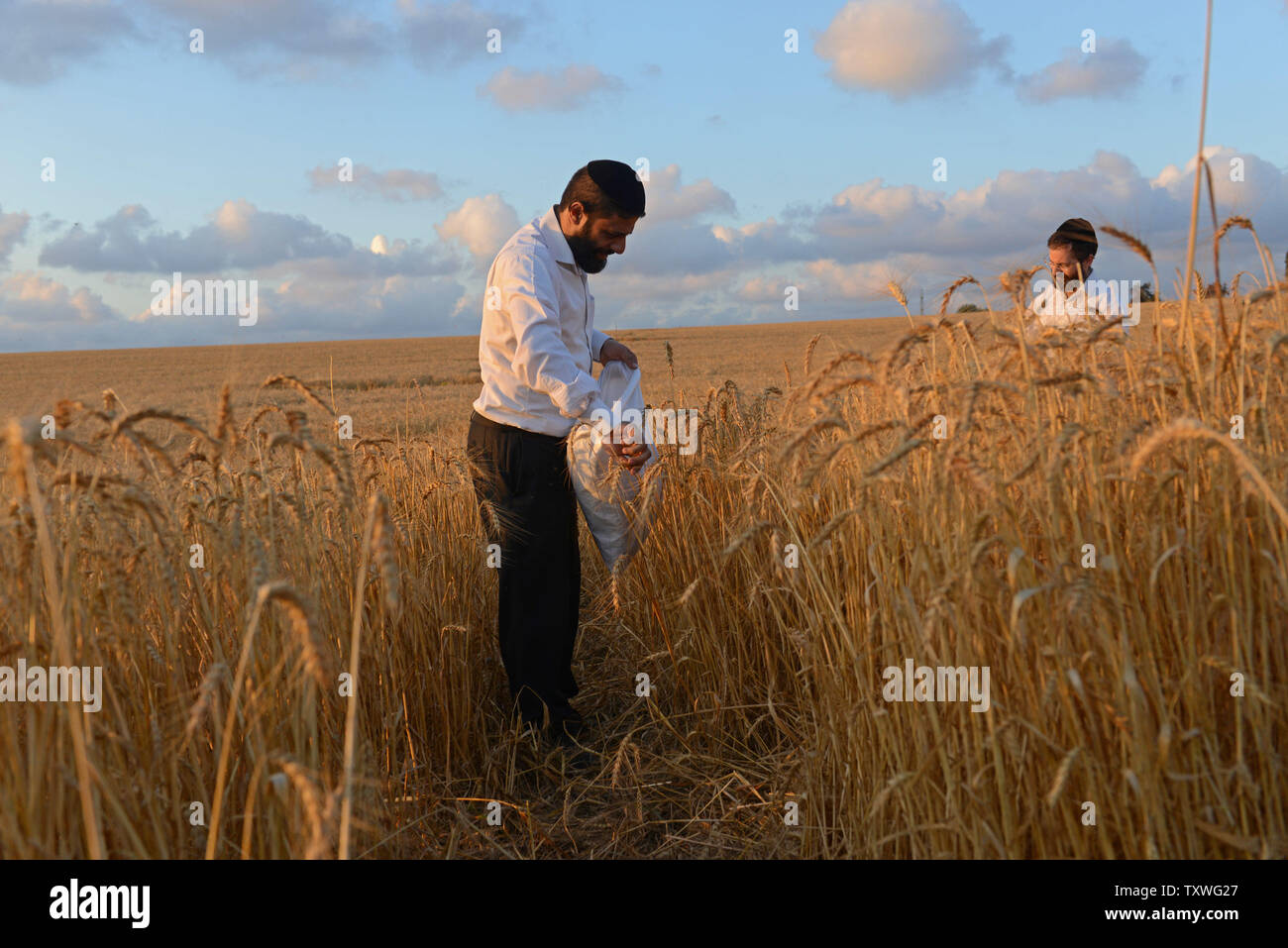 Jews wheat hi-res stock photography and images - Alamy