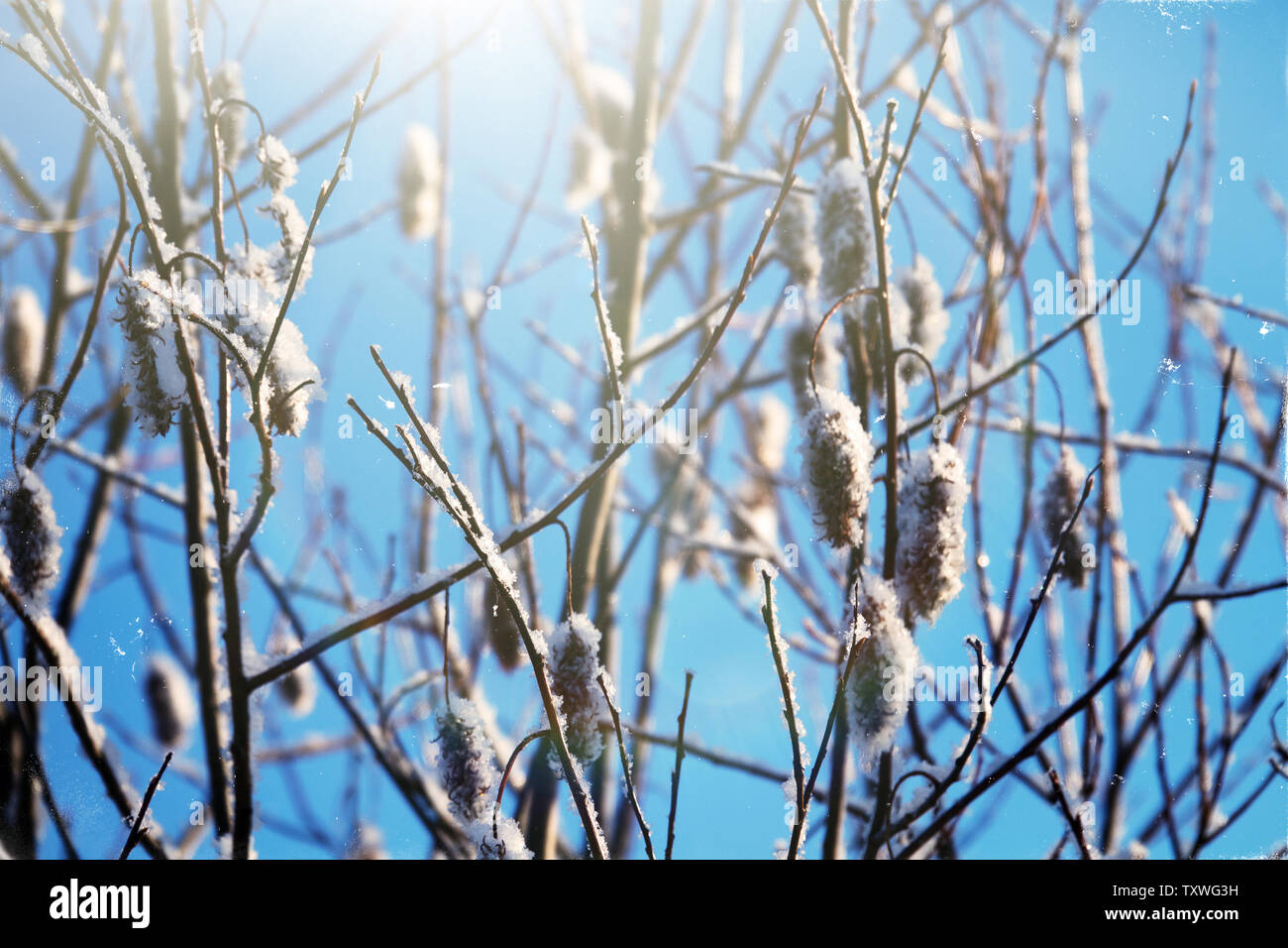 Lambs tails hi-res stock photography and images - Alamy