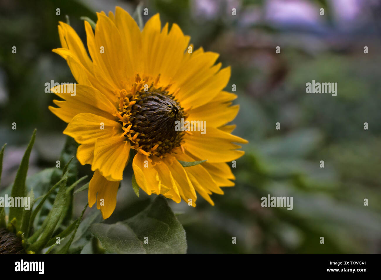 Yellow decorative Daisy. Beautiful decorative flowers of gardens and ...