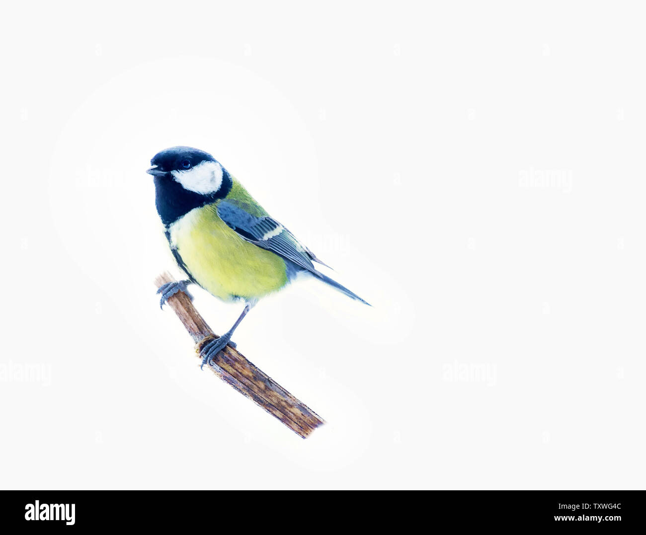 Great tit (Parus major, female) isolated on snow background Stock Photo ...