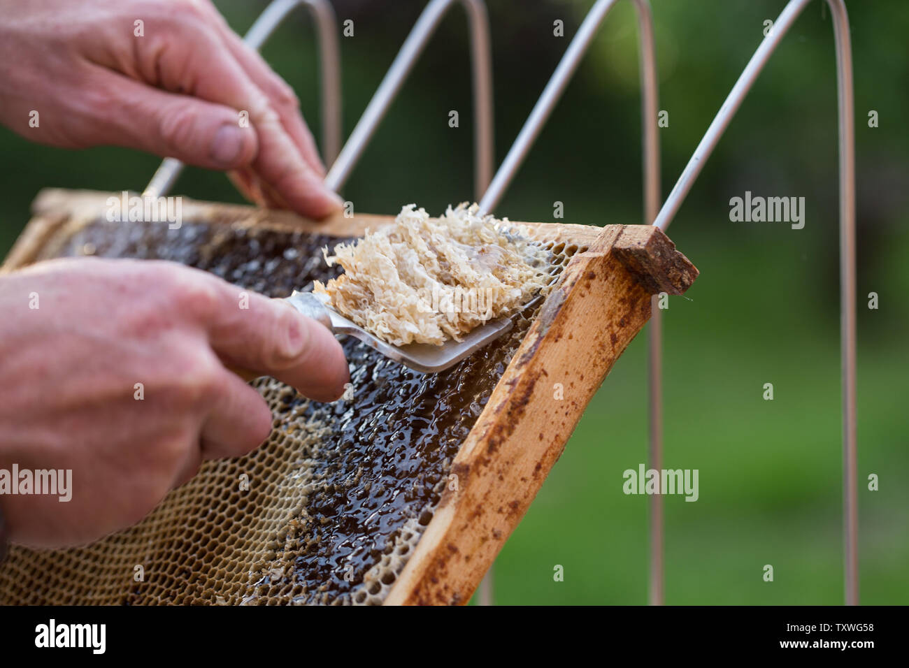 Honey Harvest - collecting honey from honeycombs. natural honey ...