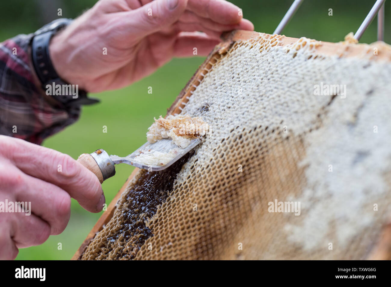 Honey Harvest - collecting honey from honeycombs. natural honey ...