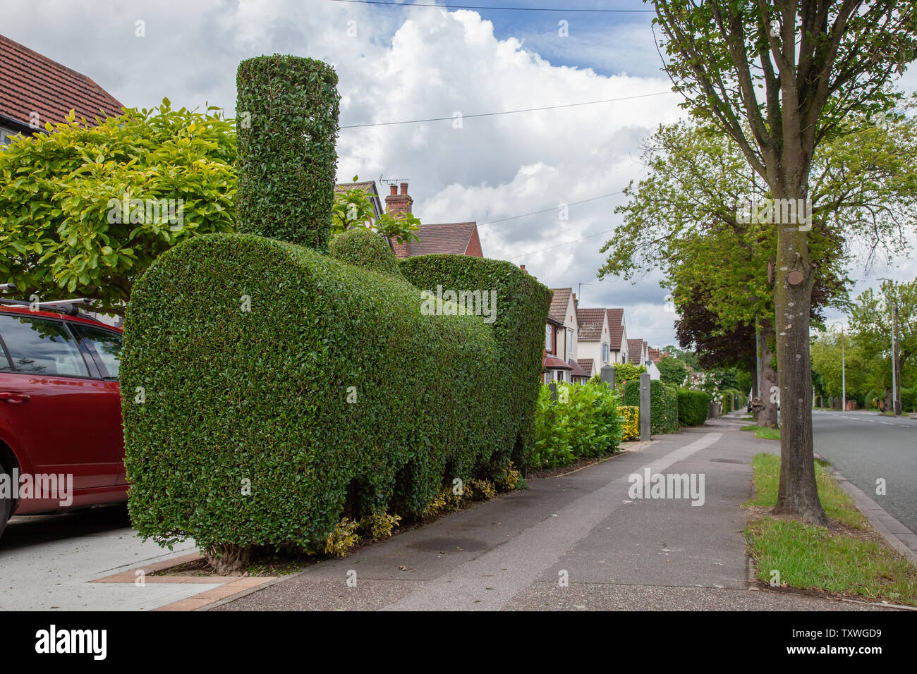 Privet hedges, Lincoln City, railway, landscaping, horticulture ...