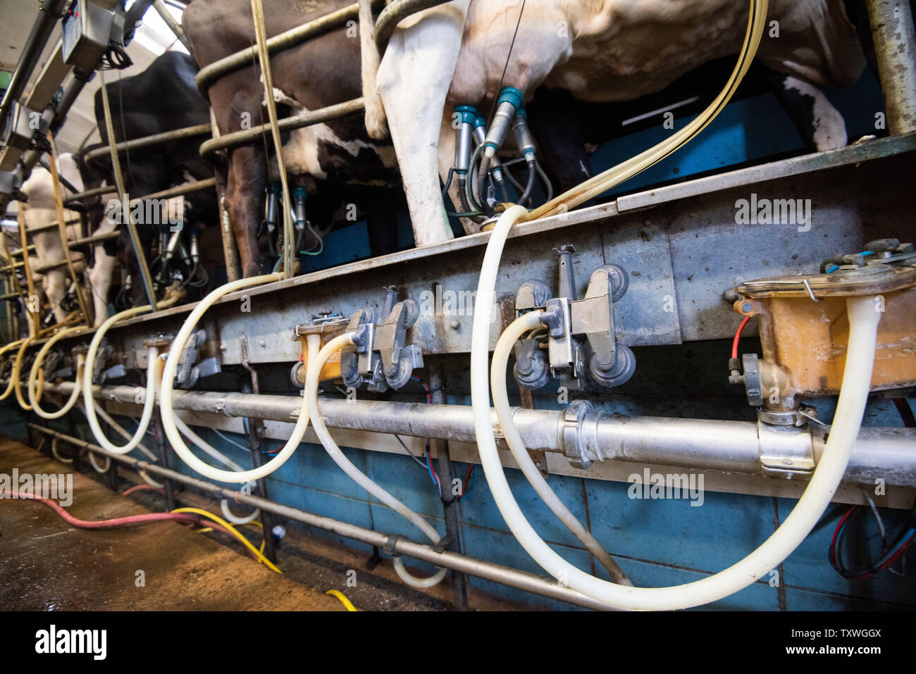 Automatic cow milking machine hi-res stock photography and images - Alamy