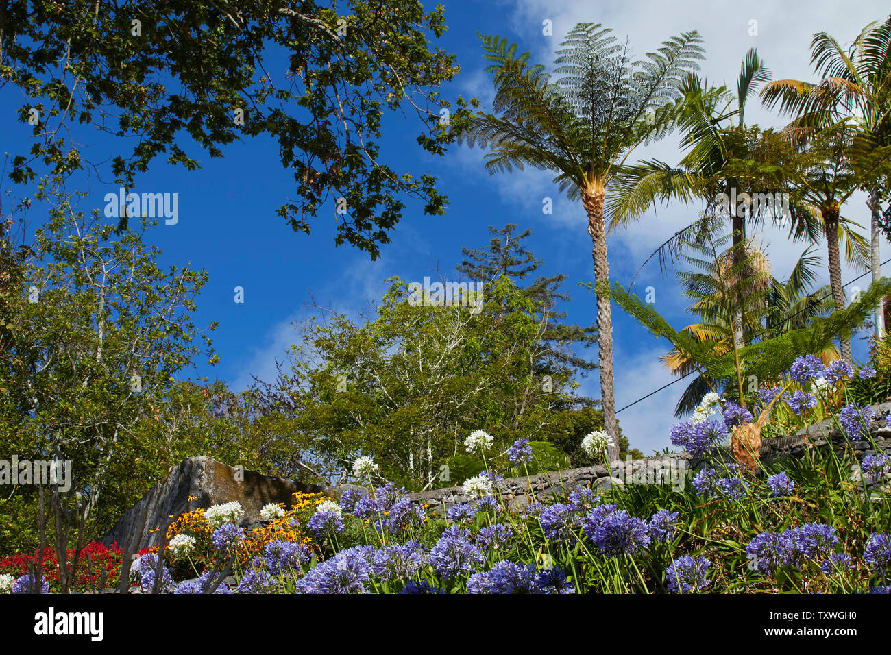 Landscape of the gardens at Monte, with Agapanthus africanus and palms ...