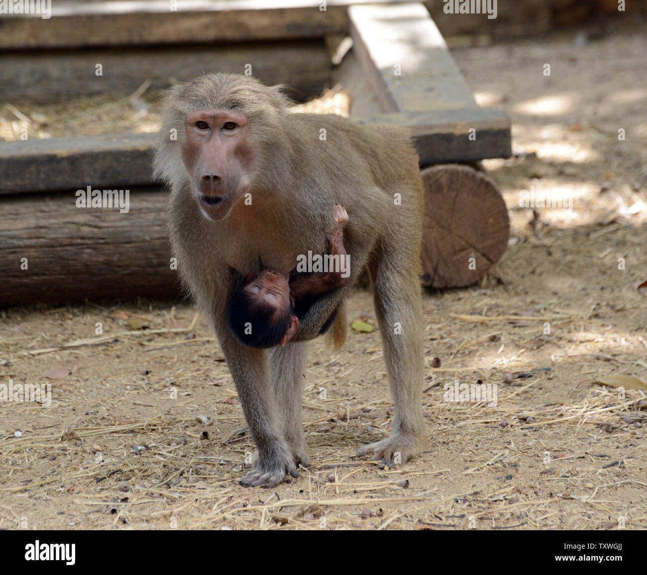 Gan safari baby hi-res stock photography and images - Alamy