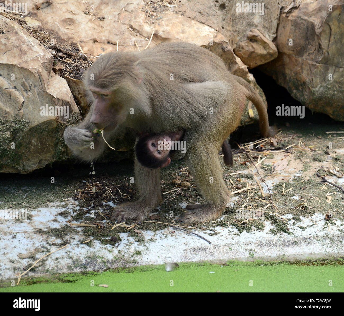 Gan safari baby hi-res stock photography and images - Alamy