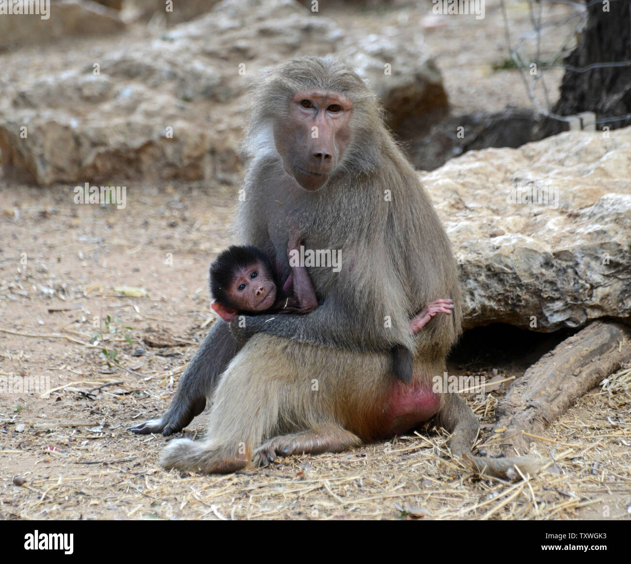 A three day old unnamed baby baboon is carried by his mother, Sigal, in ...