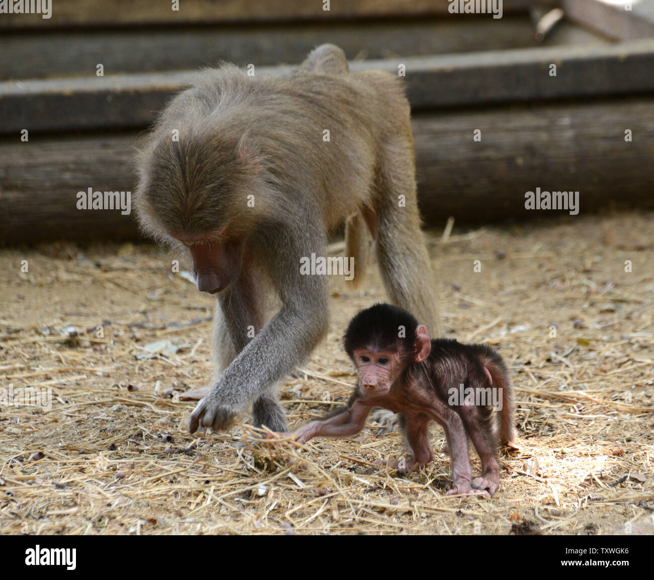 Ramat gan safari park hi-res stock photography and images - Alamy