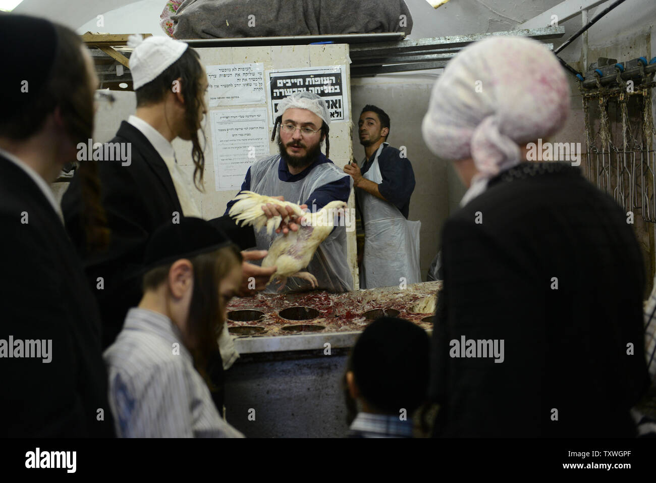 An Ultra Orthodox Jew gives a chicken to a kosher butcher after ...