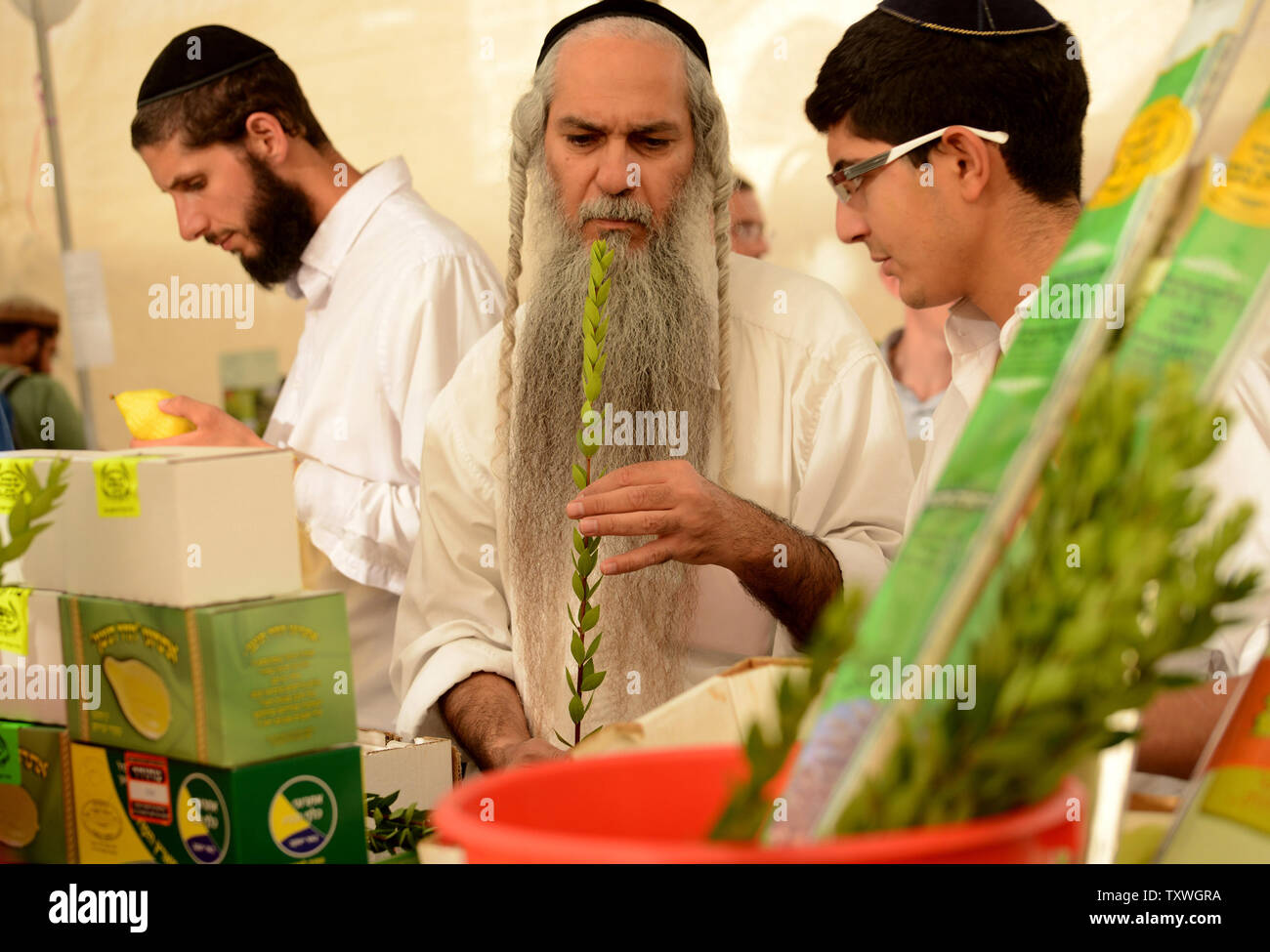 An Ultra-Orthodox Jew inspects a myrtle branch to see if it's ritually ...