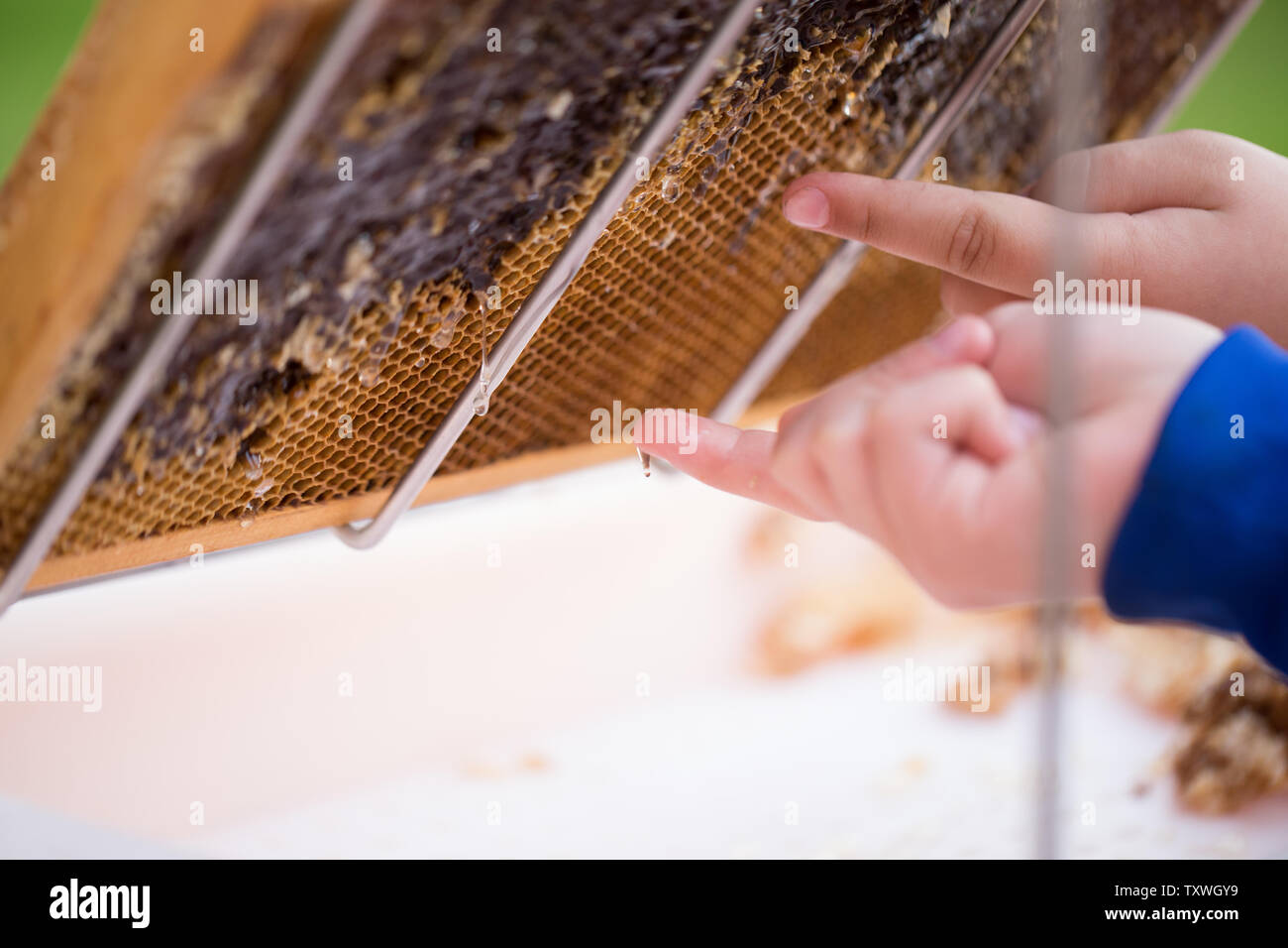 Honey Harvest - collecting honey from honeycombs. natural honey ...