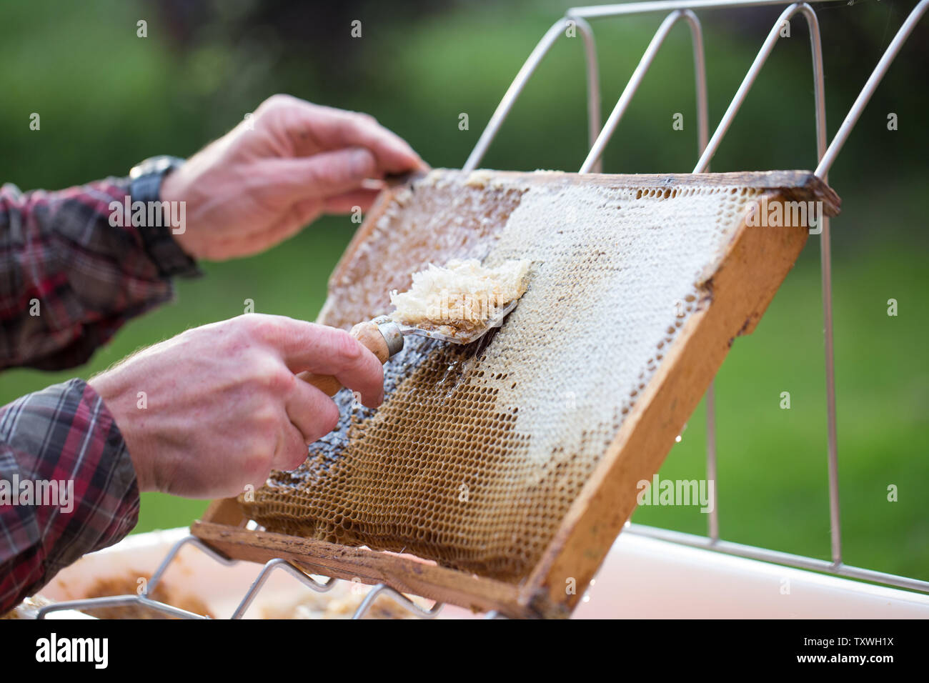 Honey Harvest - collecting honey from honeycombs. natural honey ...