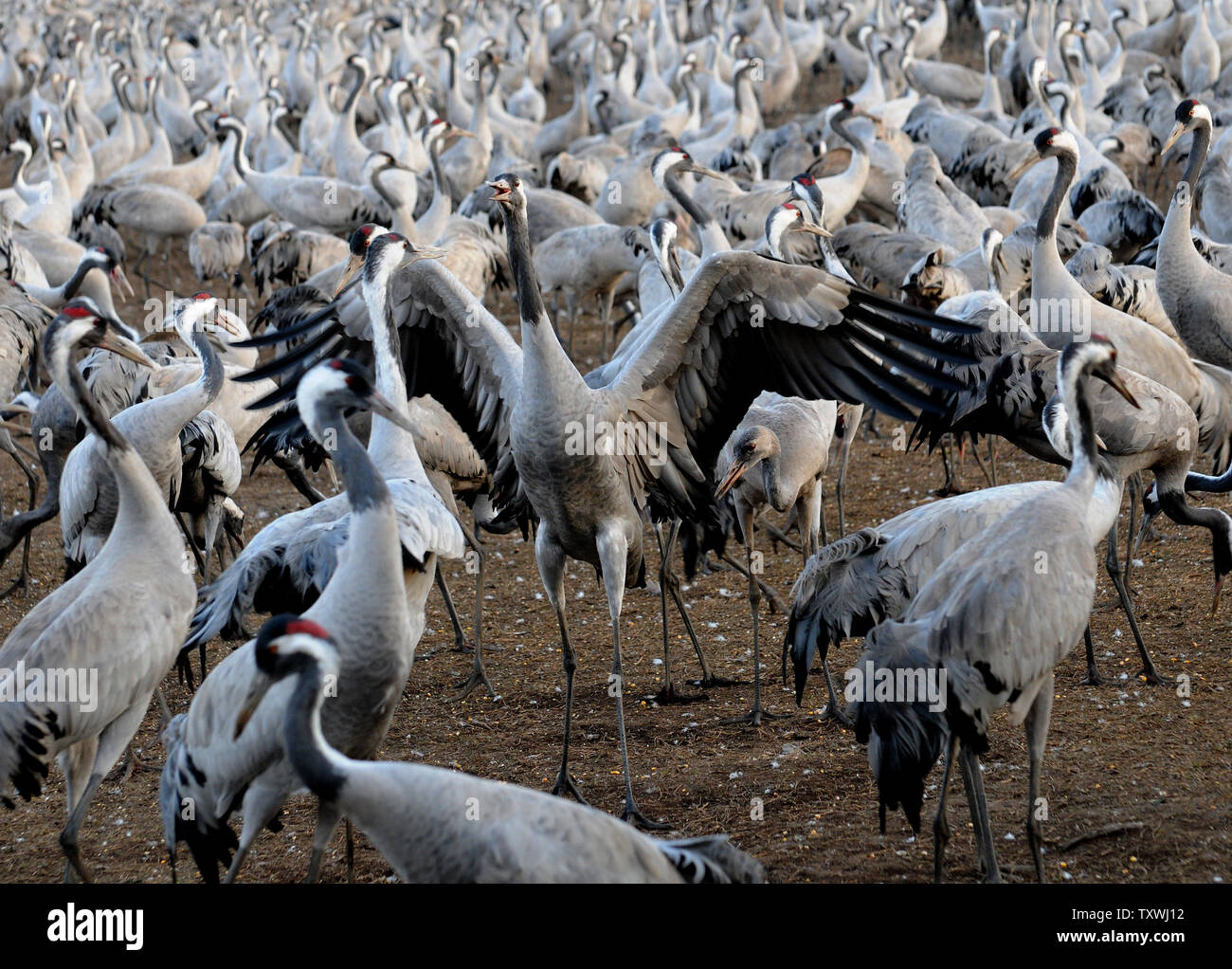 Syrian african rift valley hi-res stock photography and images - Alamy