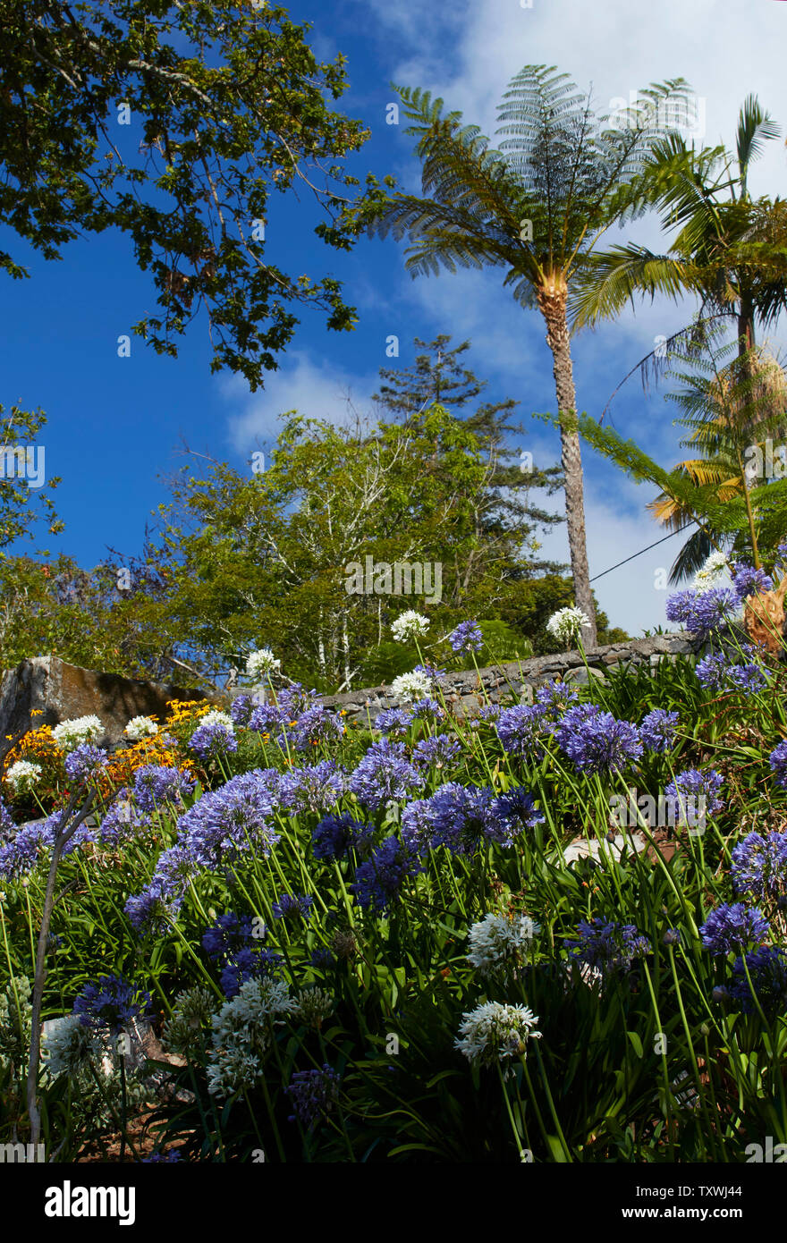 Landscape of the gardens at Monte, with Agapanthus africanus and palms ...
