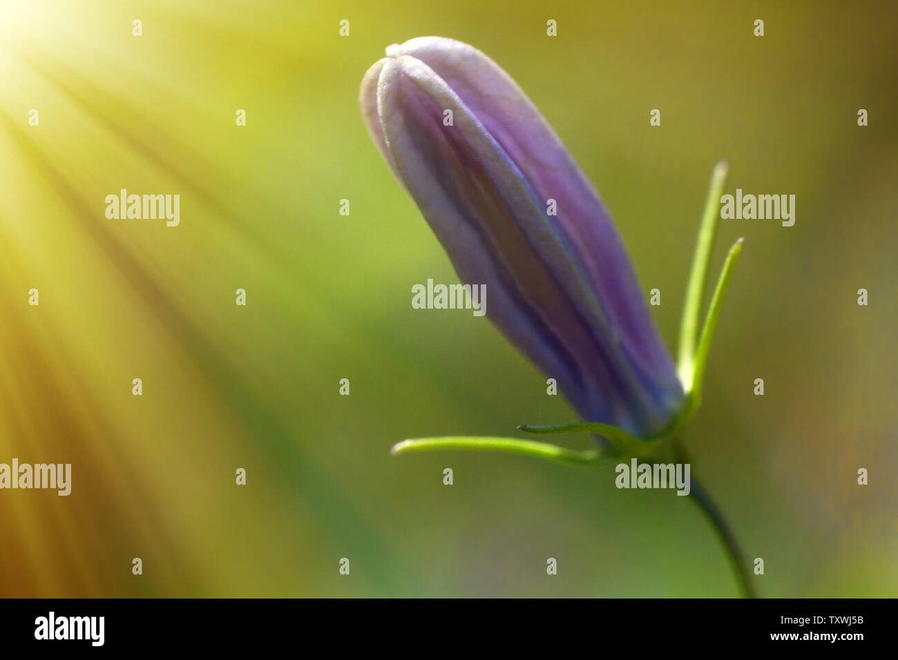 Sleigh bel hi-res stock photography and images - Alamy