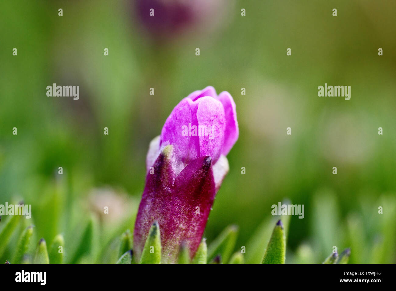 wineberry (Empetrum nigrum), purple flower. Wndow into world of ultra ...