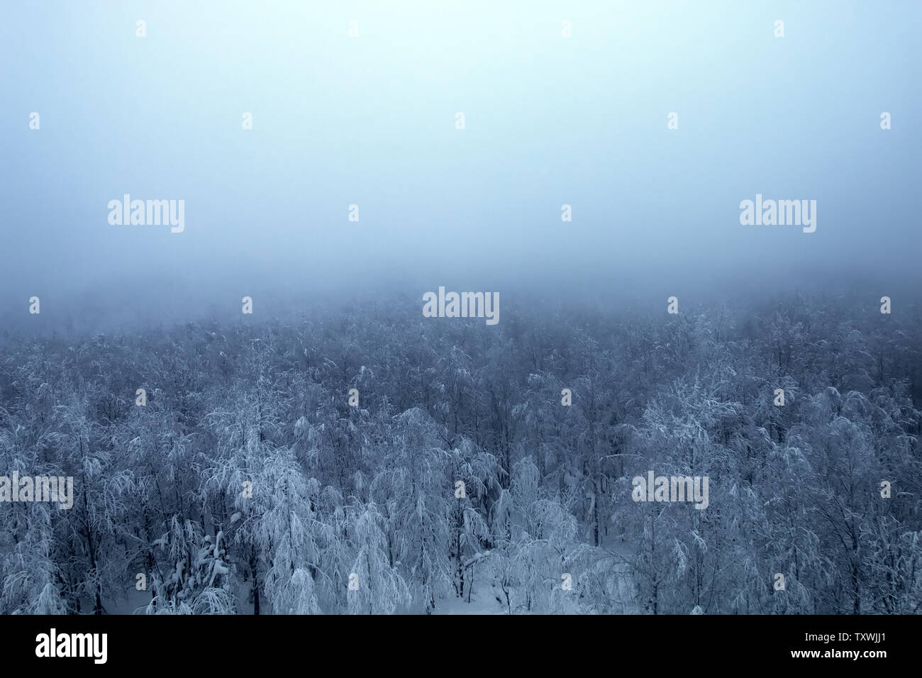 Beautiful icy forest (top view) and misty winter sun. Winter landscape ...