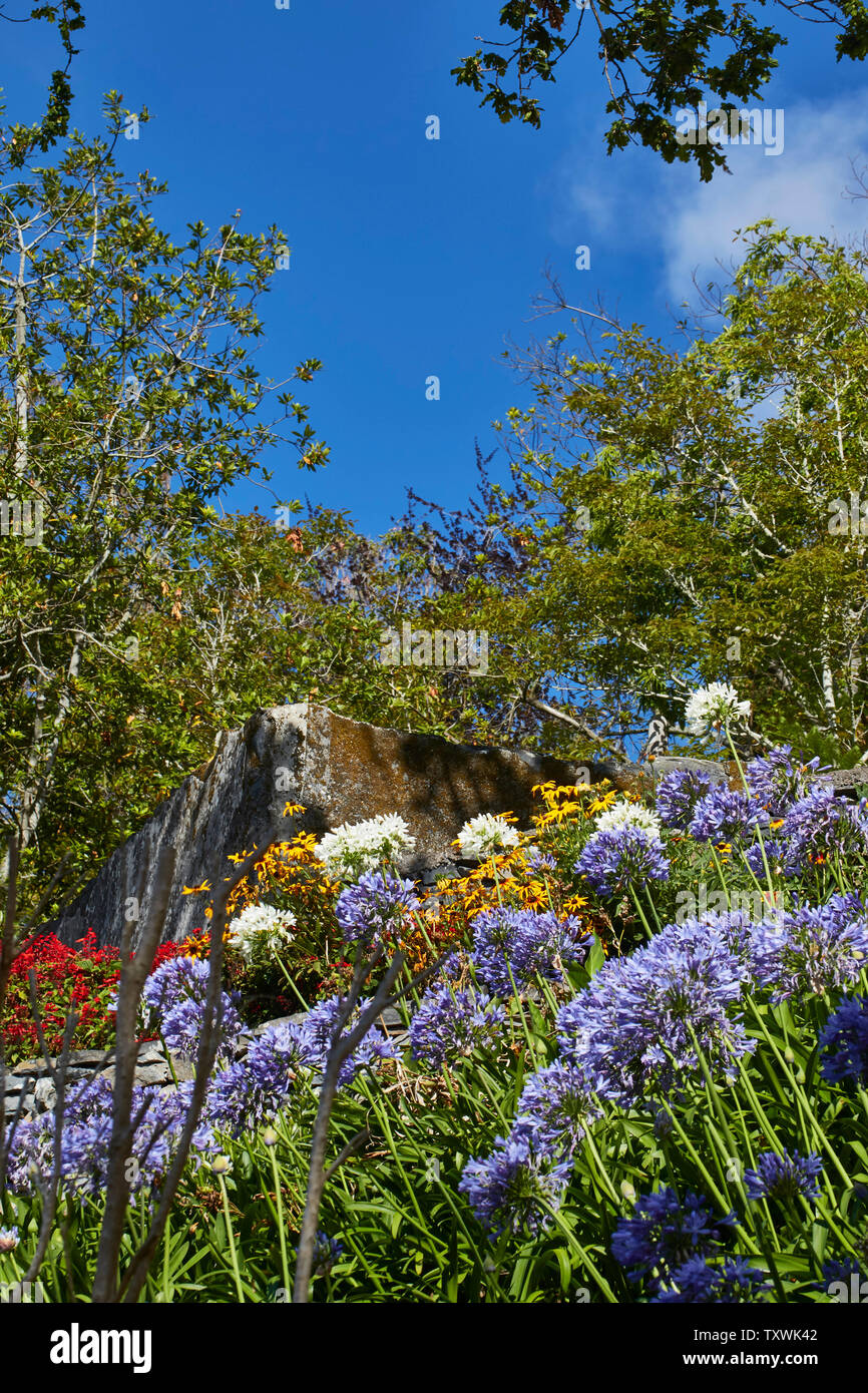 Landscape of the gardens at Monte, with Agapanthus africanus and palms ...