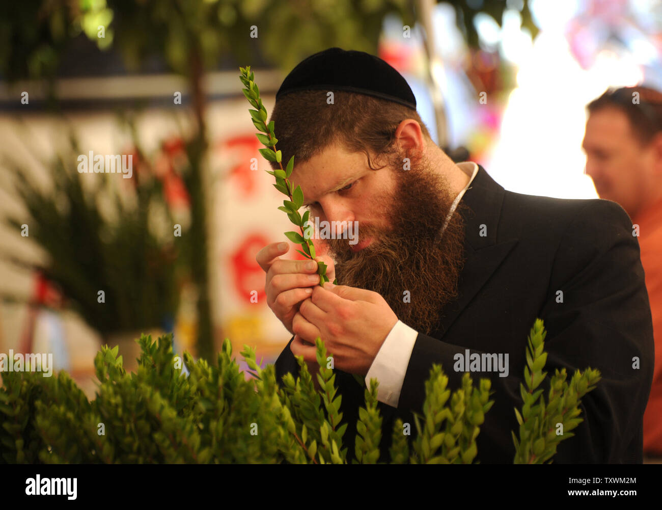 An Ultra-Orthodox Jew examines a myrtle branch,hadas, one of the four ...