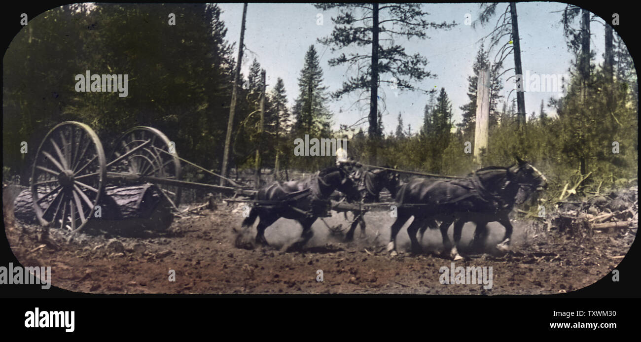Animal Logging Still Used (S Logging Stock Photo - Alamy