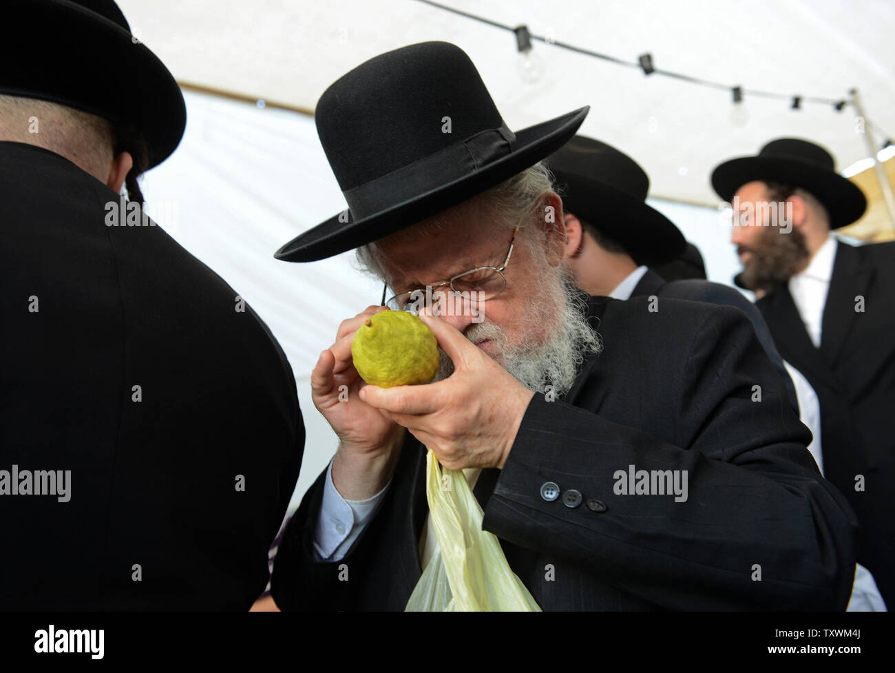 An Ultra-Orthodox Jew uses a magnifying glass to examine an etrog, a ...