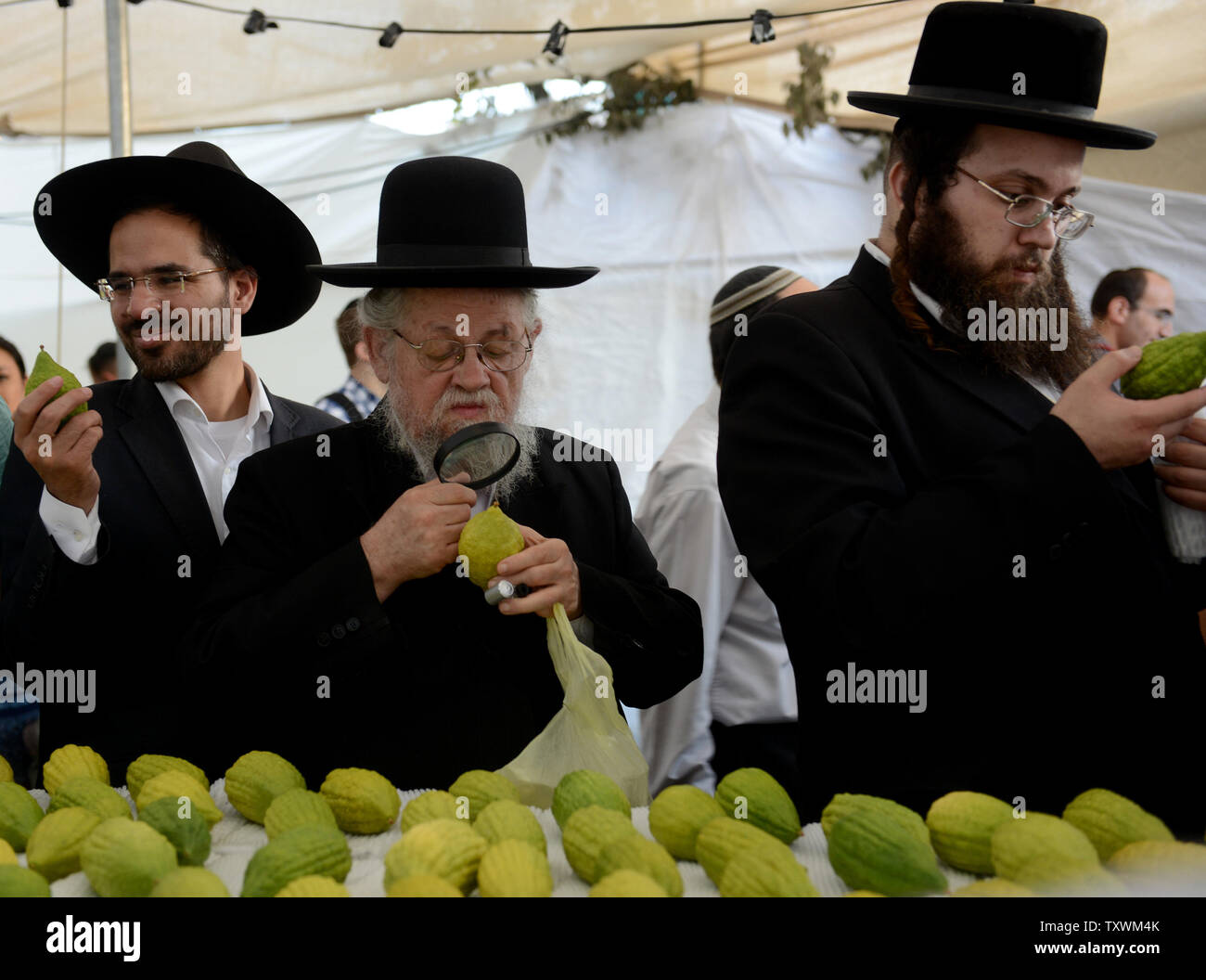 An Ultra-Orthodox Jew uses a magnifying glass to examine an etrog, a ...